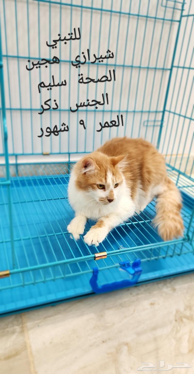 قطط للتبني مجانا حراج