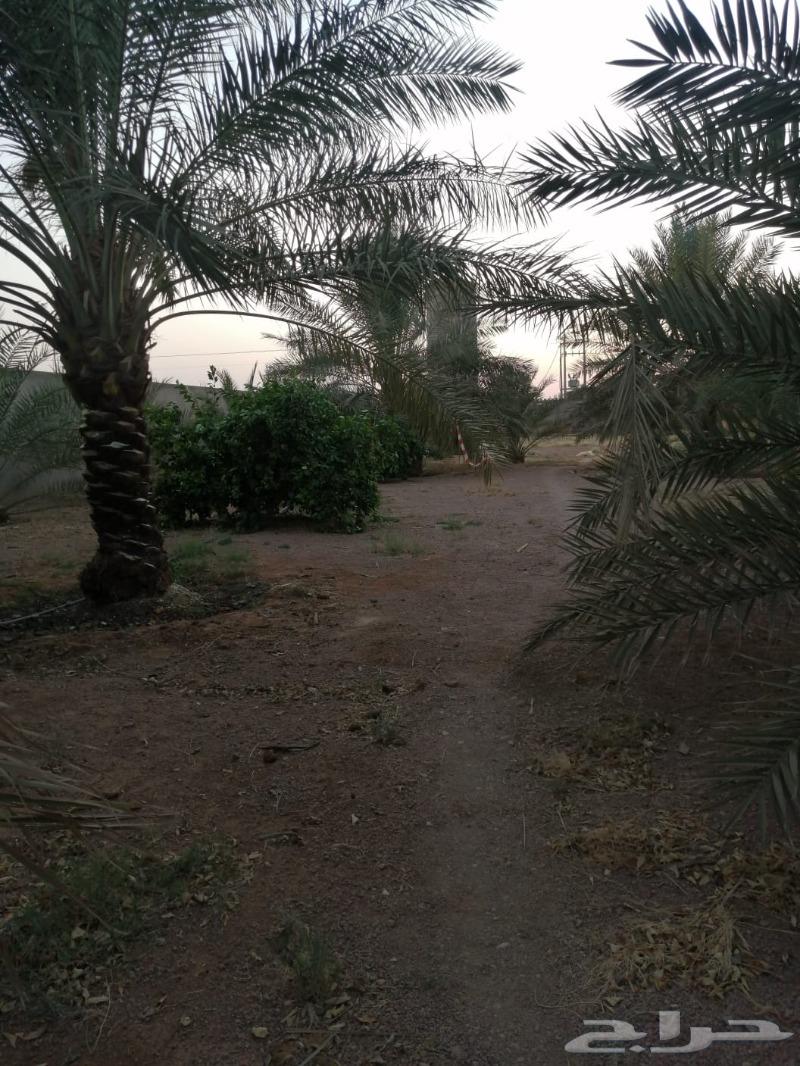 مزرعة للبيع 200 الف مربع حائل القاعد موقع حراج