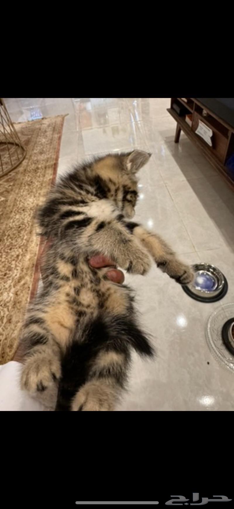 أنثى سكوتش ستريت تايقر لبييع موقع حراج
